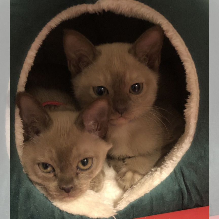 Шоколадная бурма