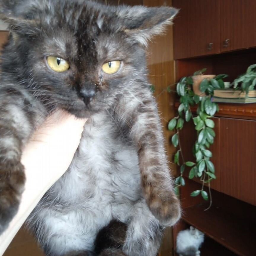Кот бесплатно, привезем
