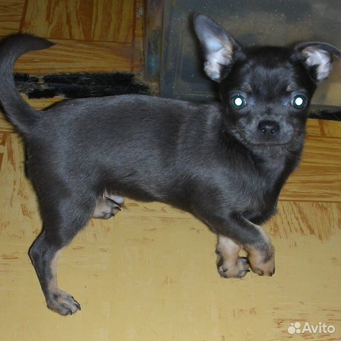 Малыш миник 3,5 мес Блюзик