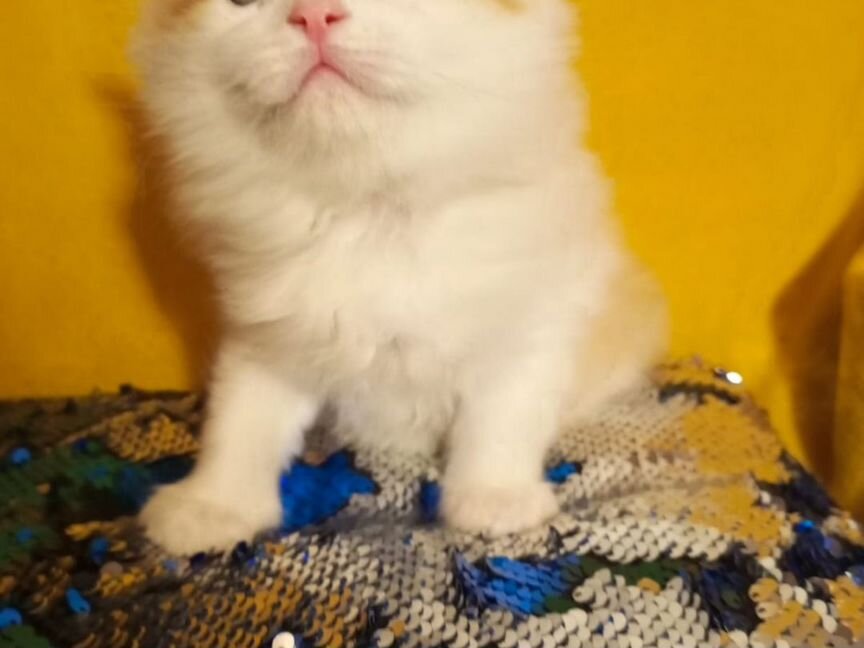 Котята рождественские