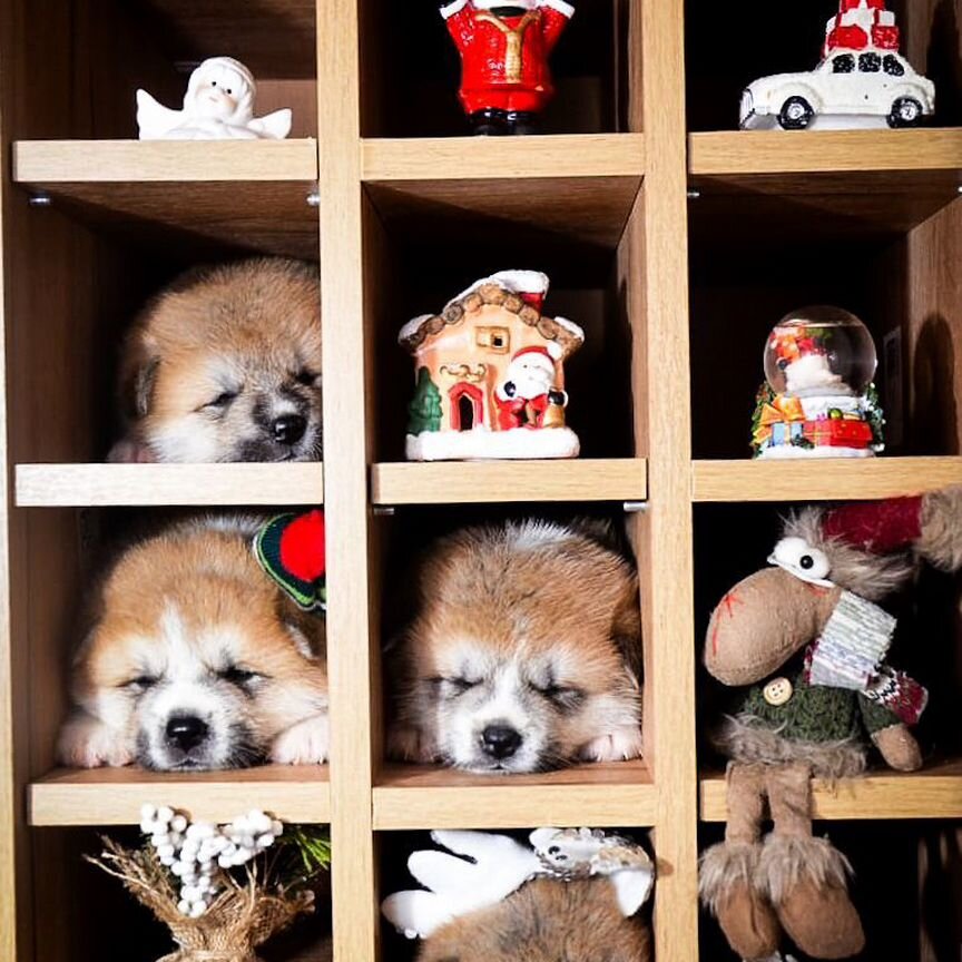 Малыши акита