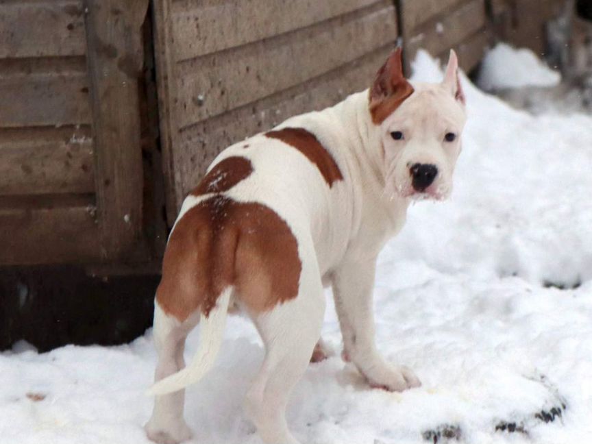 Красивый бело-рыжий стаффик. Питомник