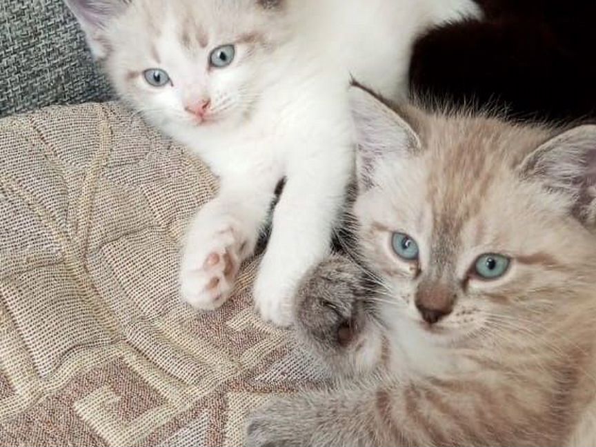 Котята в добрые руки Возраст 2 месяца