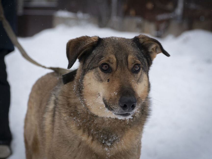 Бетти собака 3 года