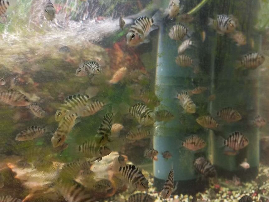 Аквариумные рыбки