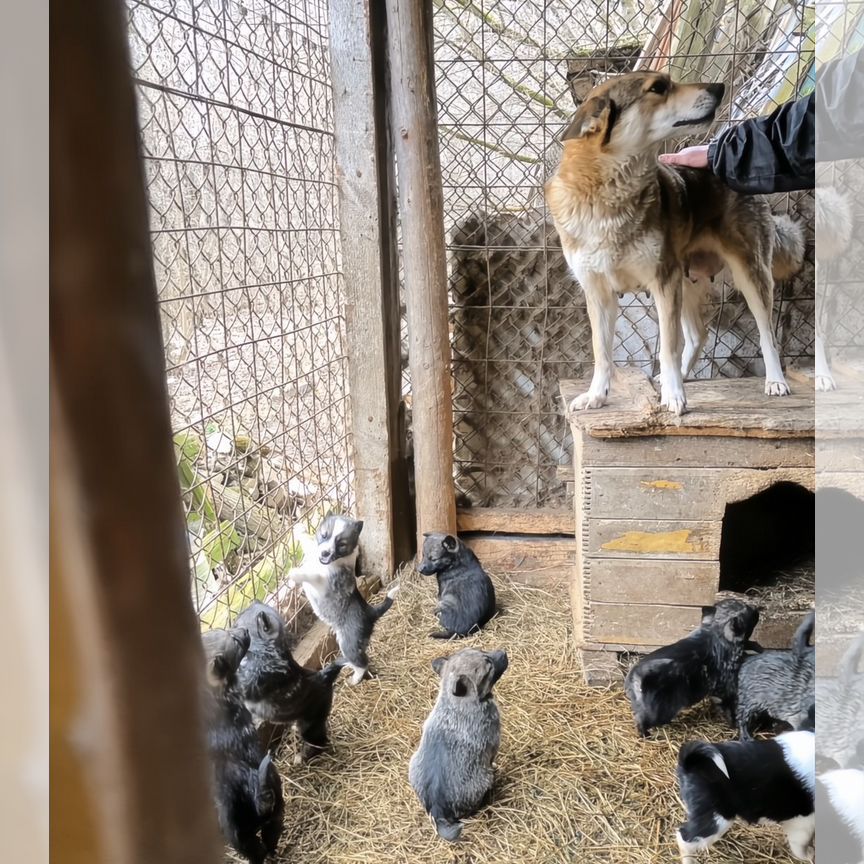 Западносибирская лайка, щенок