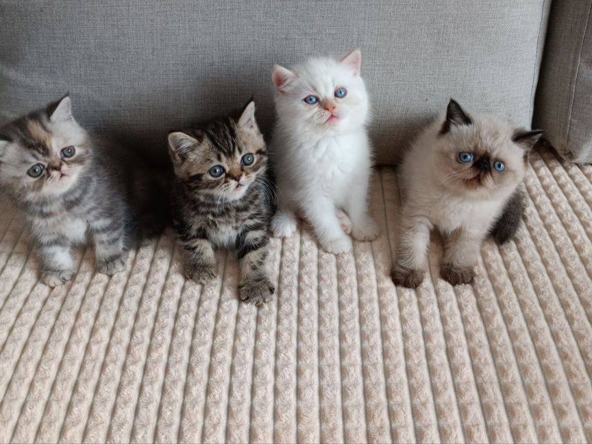 Персидские котята