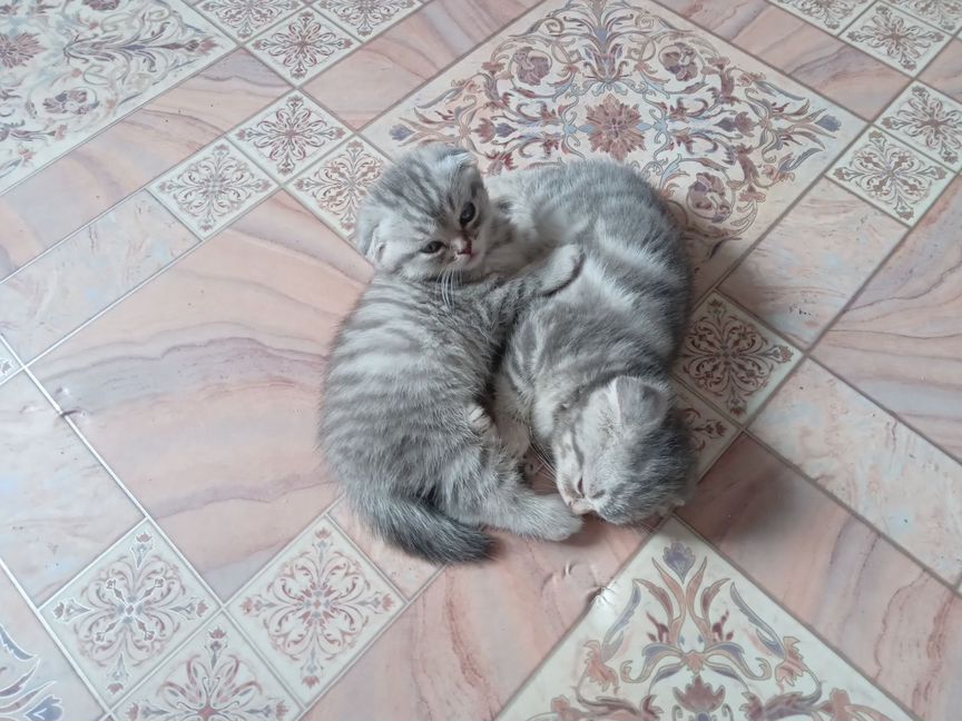 Шотландские вислоухие котята мраморные