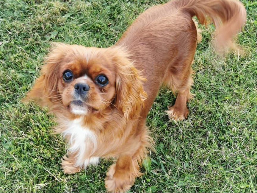 Кавалерчик девочка