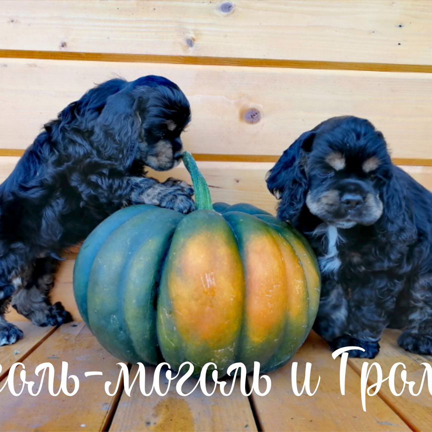 Продажа щенков