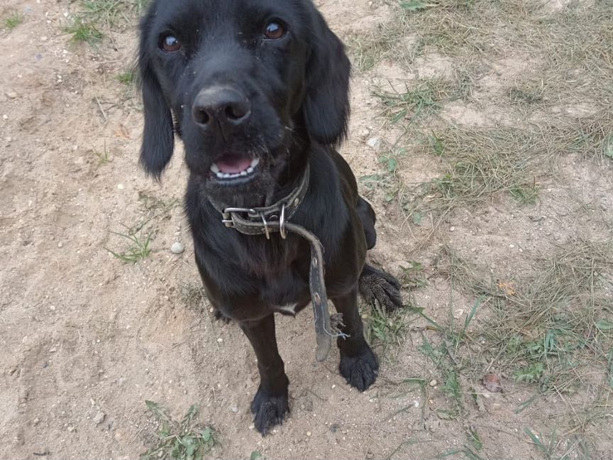 Собака в добрые руки