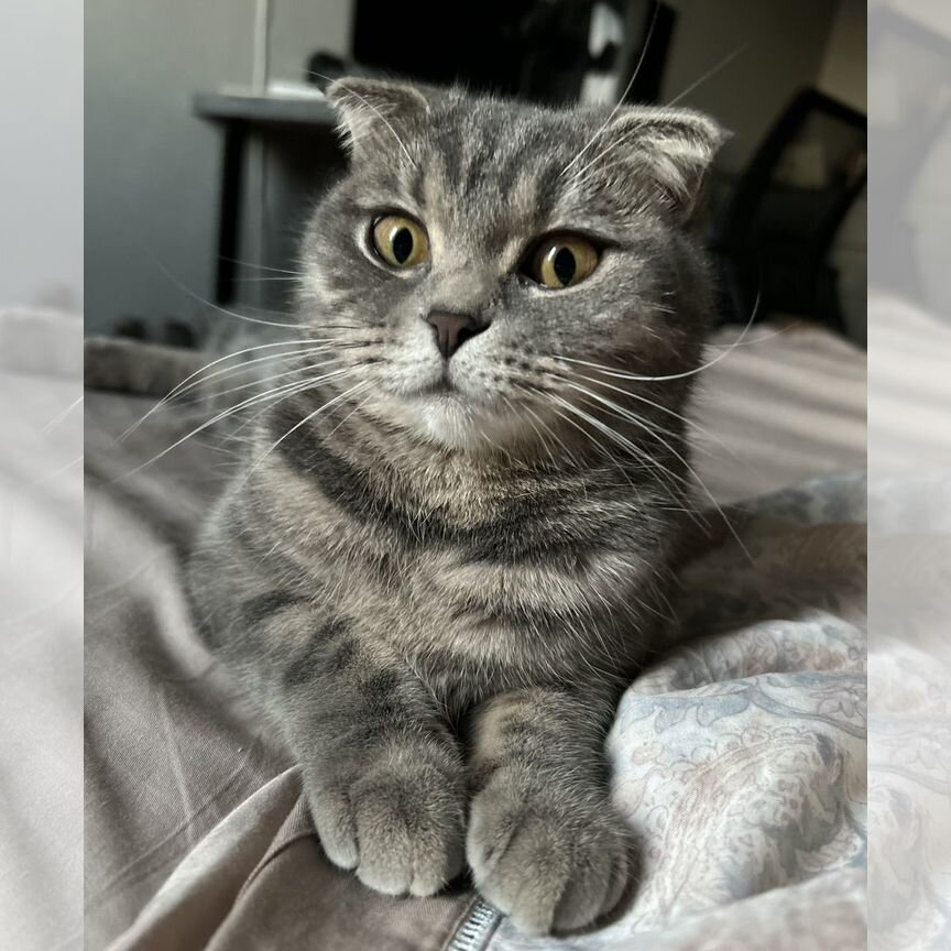 Кошечка Кики в добрые руки