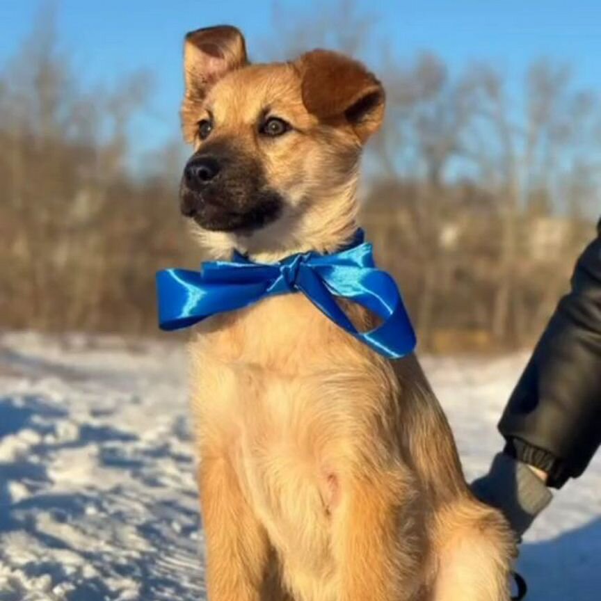Щенок в добрые руки бесплатно