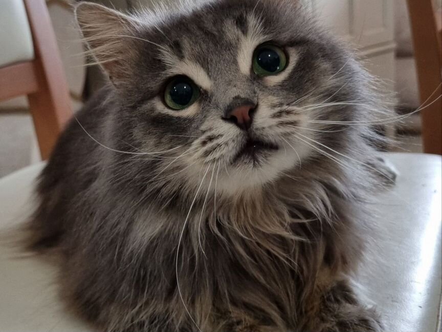 Котенок из Дагестана ищет дом Тумаша 7 мес