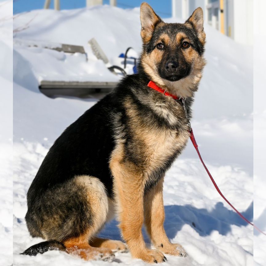 Немецкая овчарка, щенок