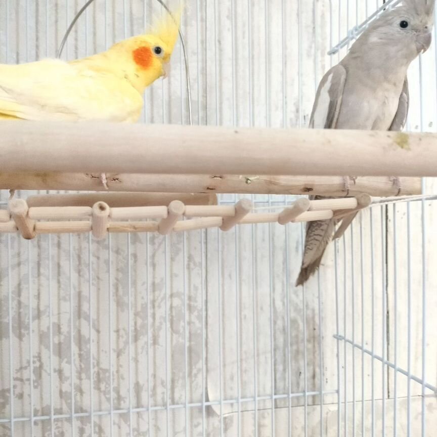 Попугаи Карелла с клеткой