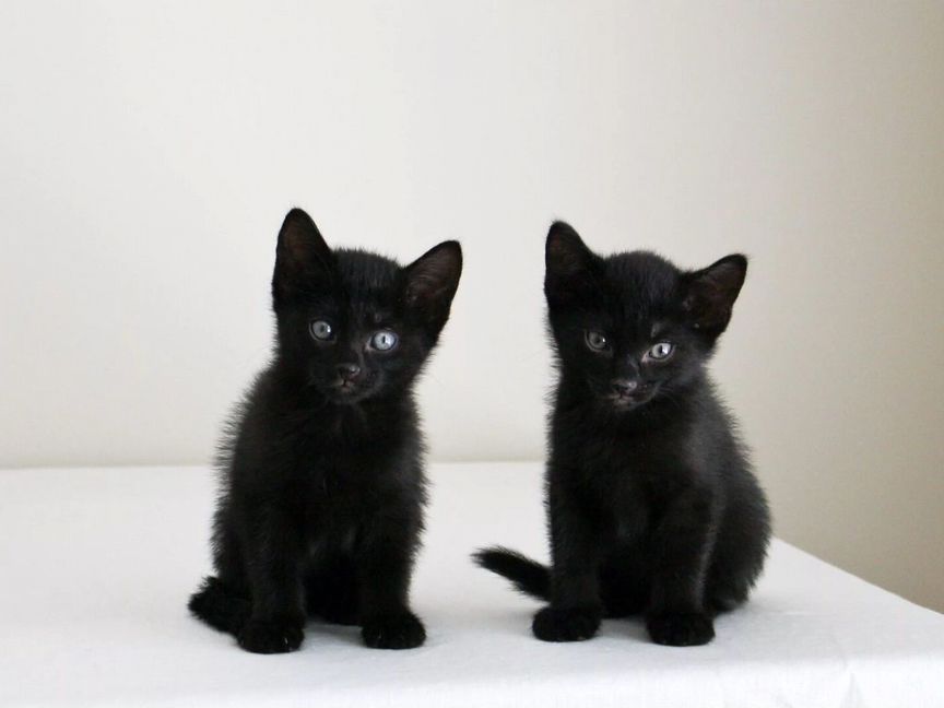 Чисто черные котята без белого
