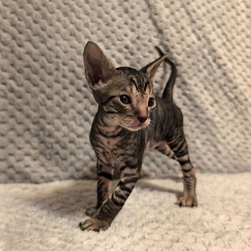 Корниш рекс котёнок