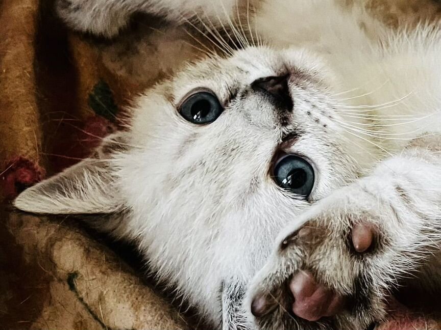 Британские котята