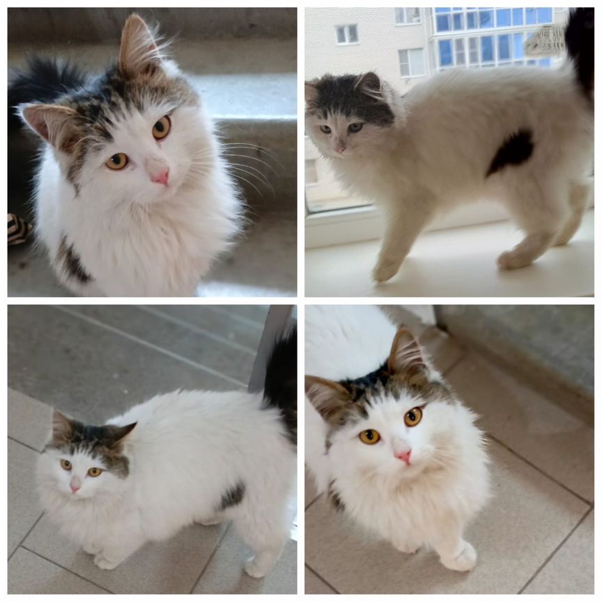 Котик в добрые руки