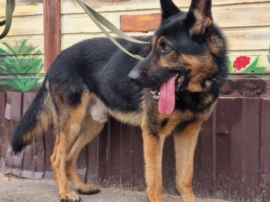 Собака Покер в хорошие руки