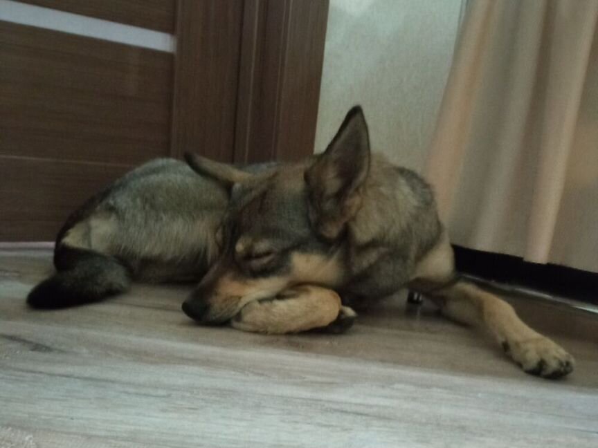 Щенок в добрые руки отдам бесплатно