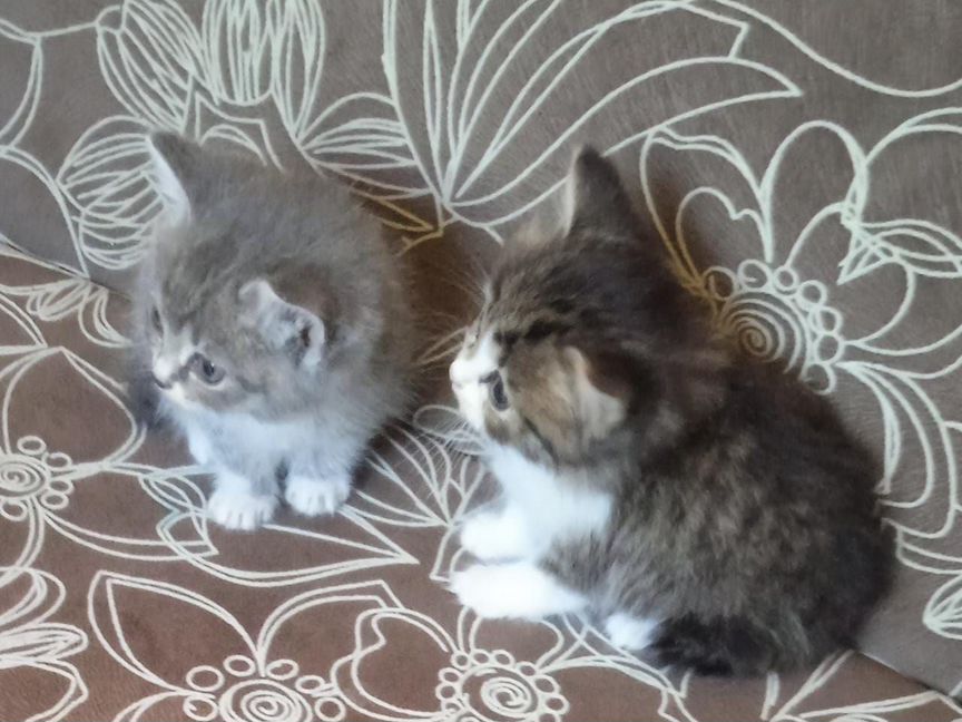 Шотландские прямоухие котята