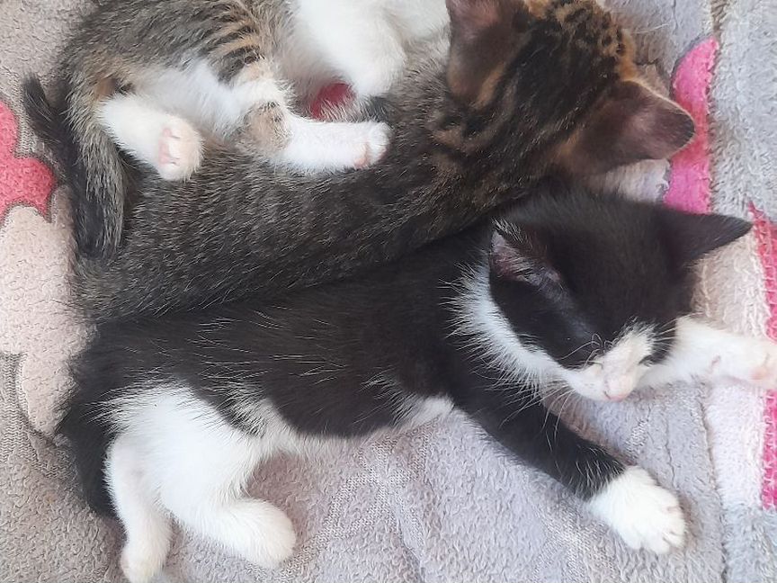 Котята в добрые руки бесплатно, мать мышеловка