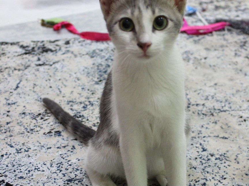 Ищу дом с любящим другом