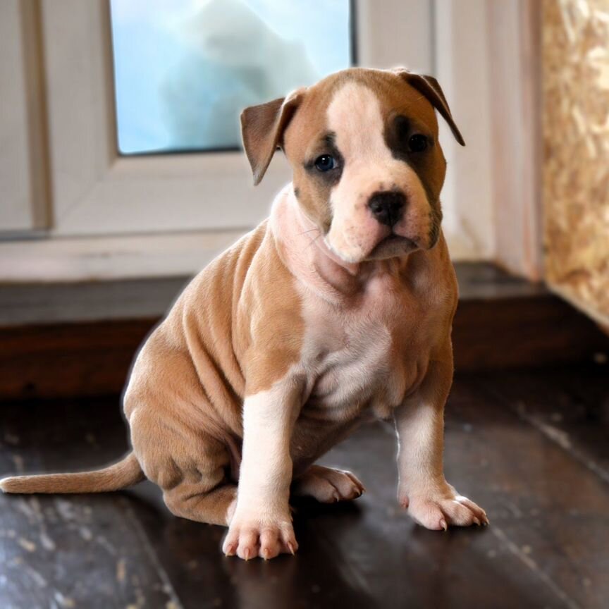 Американский стаффордширский терьер