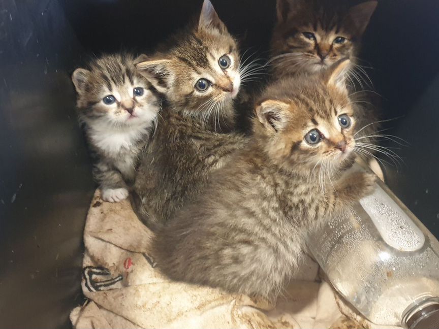 Котята в добрые руки