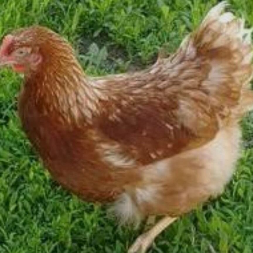 Куры несушки