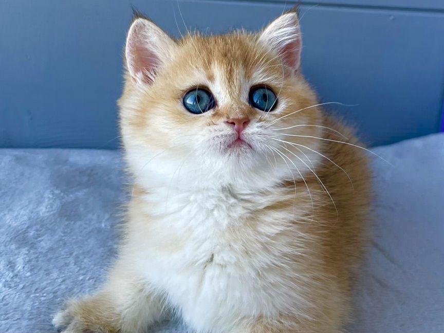 Котята Британская Золотая Шиншилла