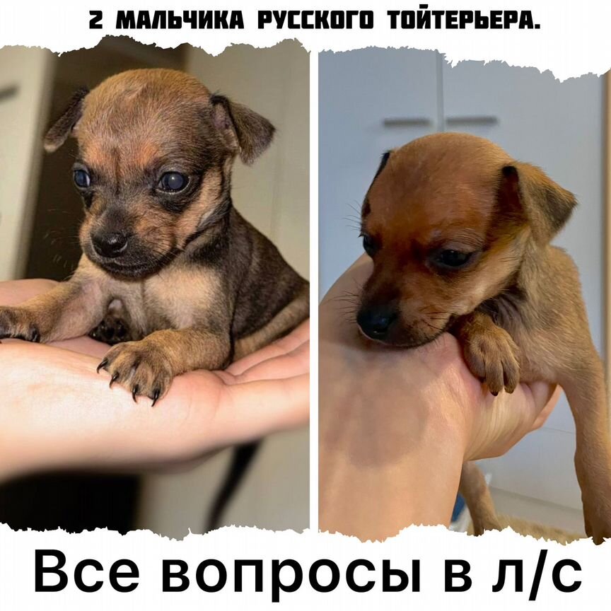 Русский той-терьер, щенок