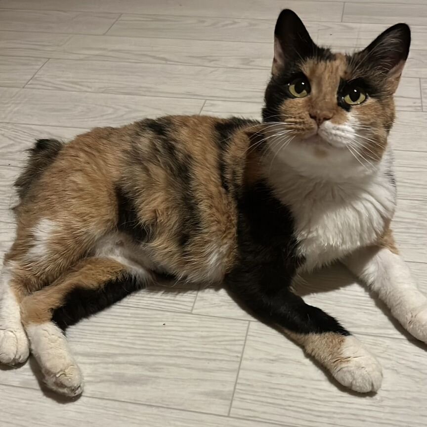 Бобби Плюшкина