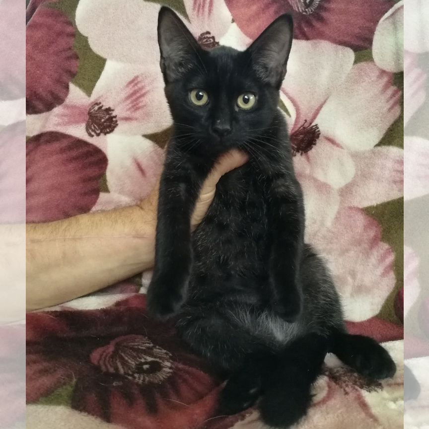 Котёнок в добрые руки