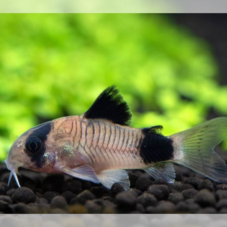 Коридорас Панда