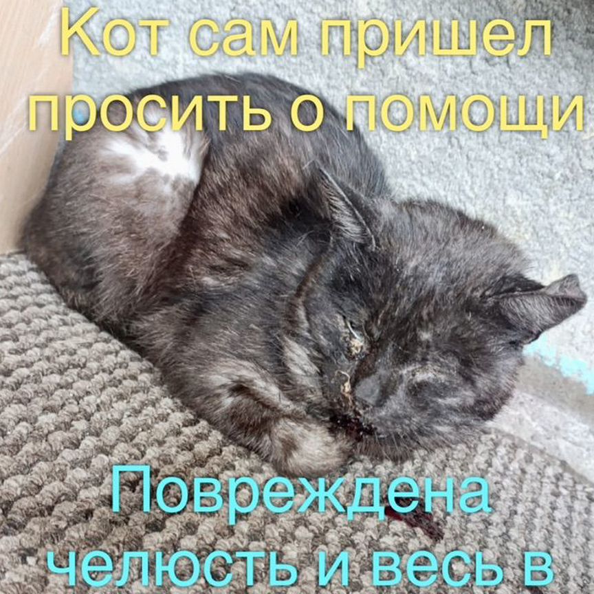 Взрослый кот в добрые руки