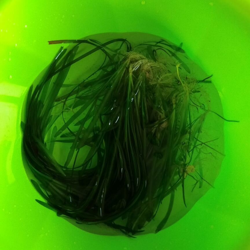 Растение в аквариумное