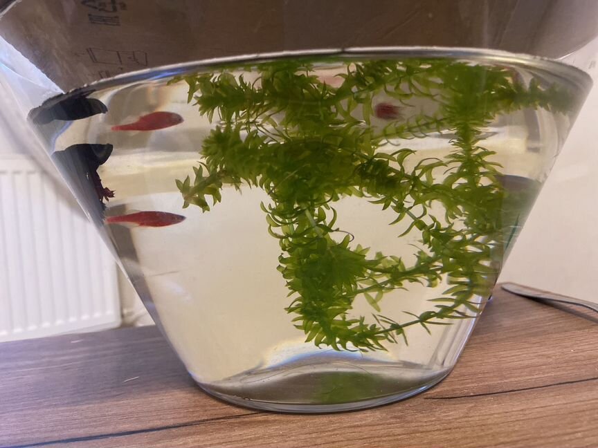 Аквариумные рыбки петушок