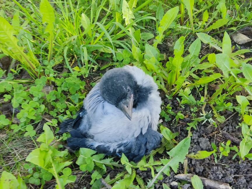 Бездомный ворон нашли под деревом (возможно из бс)