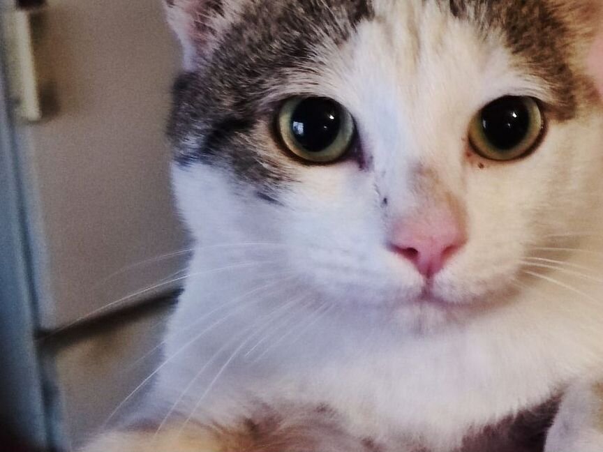 Отдам котенка в добрые руки