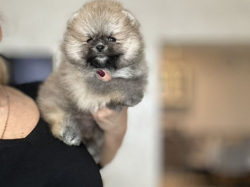 Шикарный мишка