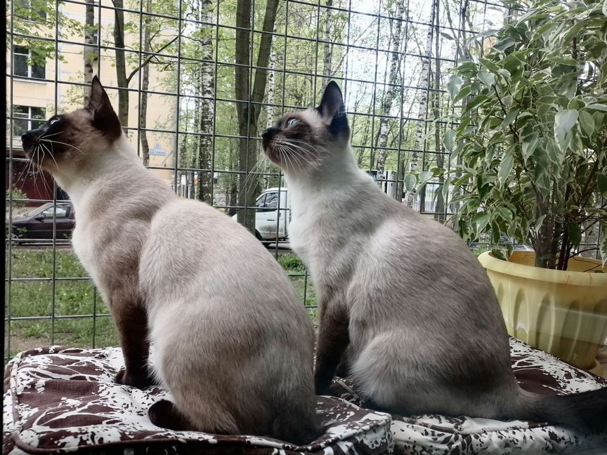 Тайские котята