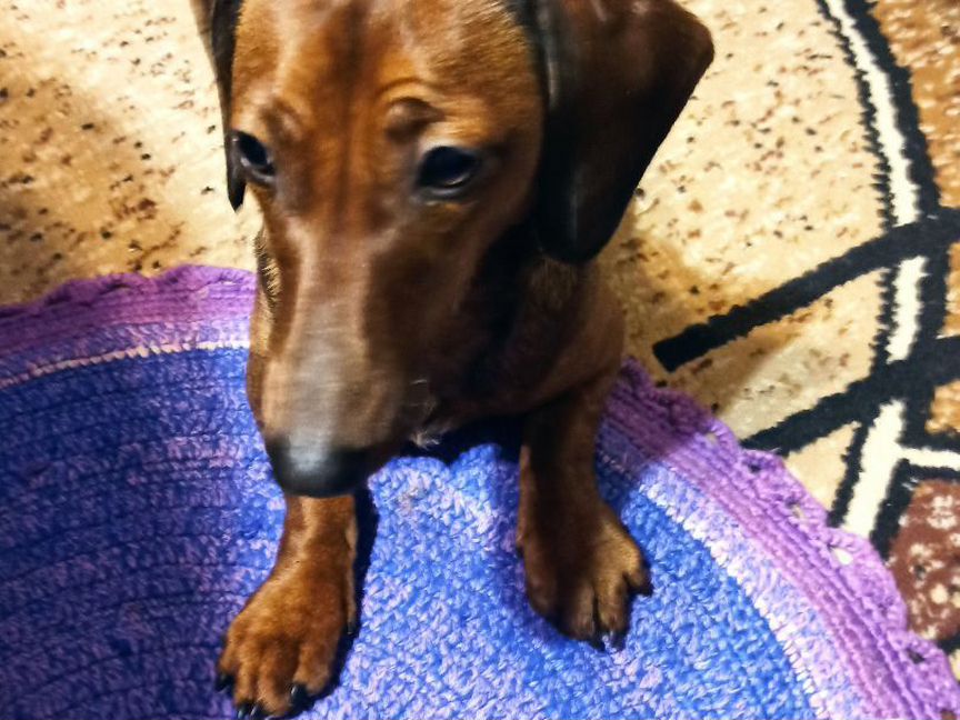 Кроличья жесткошерстная такса