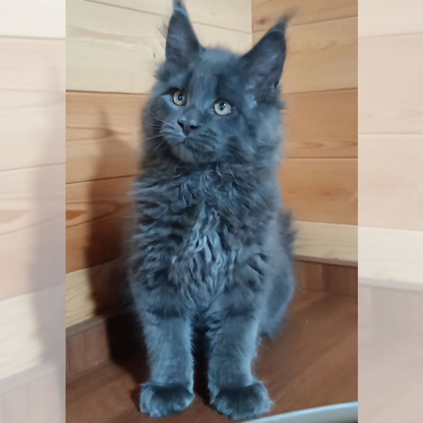Мейн-кун котёнок