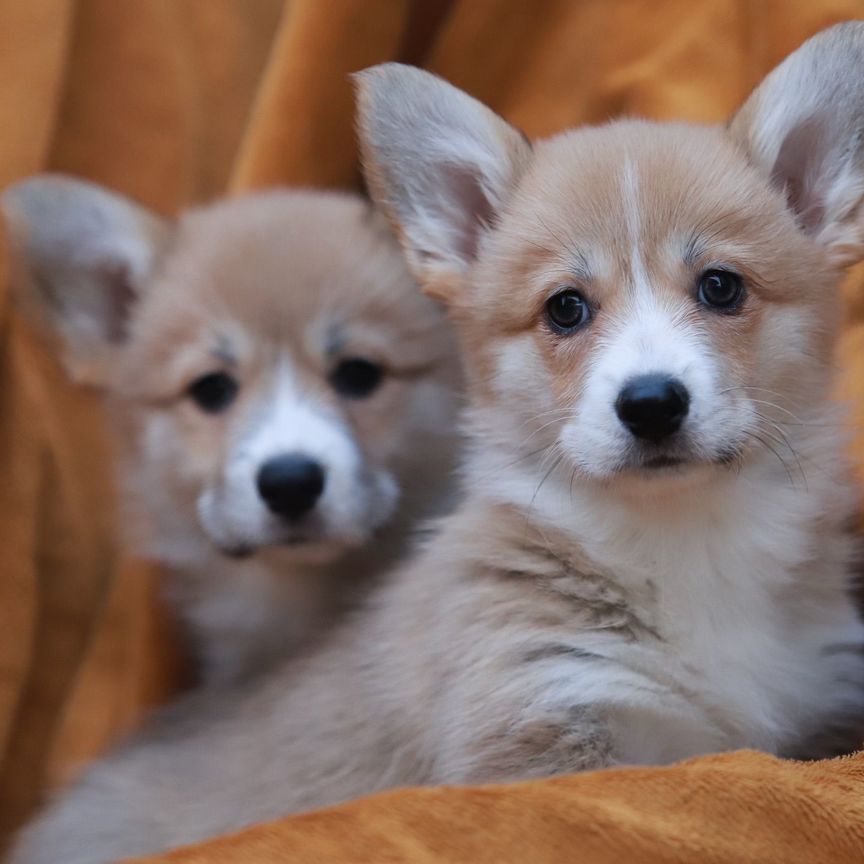 Очаровательная девочка вельш корги пемброк