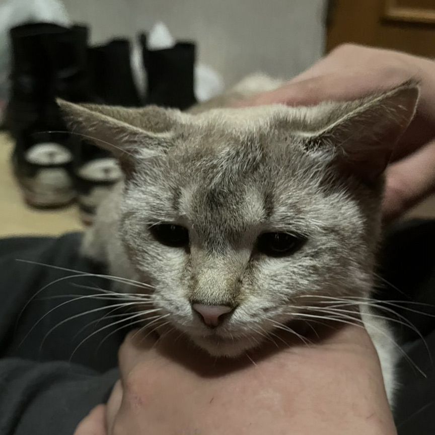 Отдадим кошечку