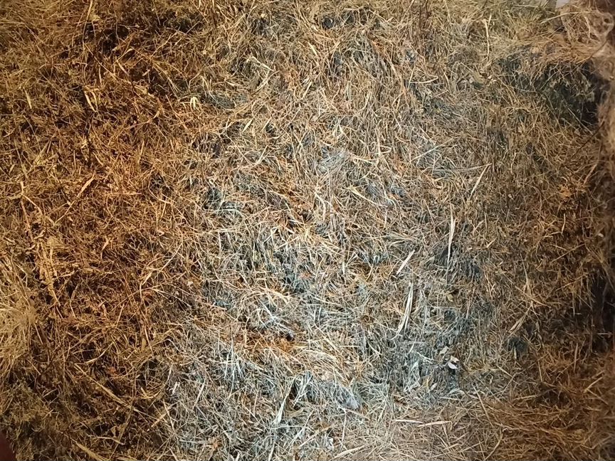Сено для кроликов и коз
