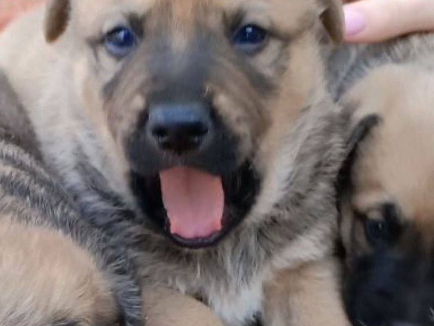 Щеночек в добрые руки